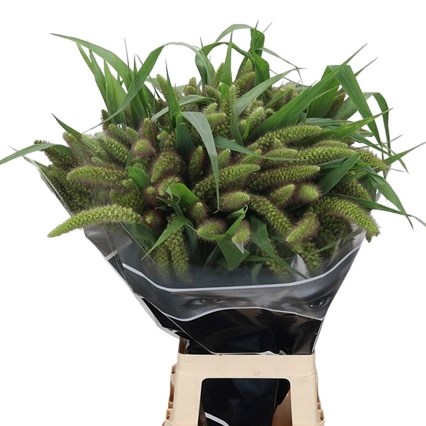 SETARIA LOWLANDER GRASS 75cm | Wholesale Dutch Flowers & Florist ...