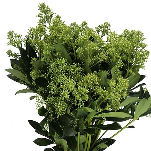 SKIMMIA JAPONICA YUKI 40cm | Wholesale Dutch Flowers & Florist Supplies UK