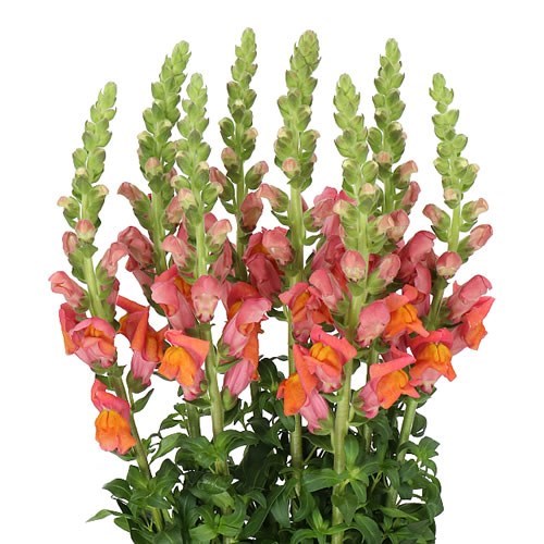 SNAPDRAGON ANIMATION ORANGE 80cm | Wholesale Dutch Flowers & Florist ...