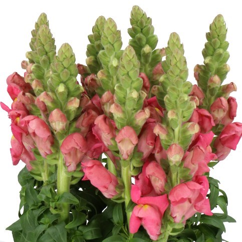 SNAPDRAGON ANTIBES ROSE 80cm | Wholesale Dutch Flowers & Florist ...