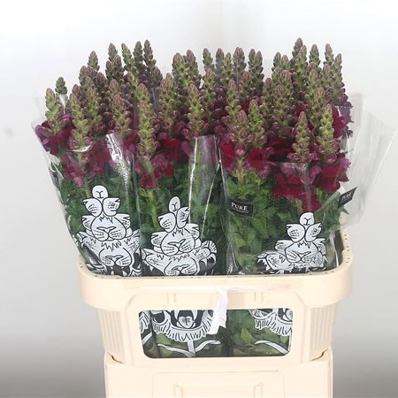 SNAPDRAGON AVIGNON DARK RED 70cm | Wholesale Dutch Flowers & Florist ...