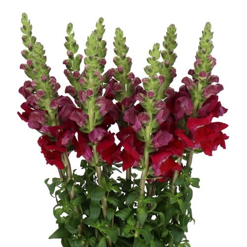 SNAPDRAGON AVIGNON DARK RED 80cm | Wholesale Dutch Flowers & Florist ...