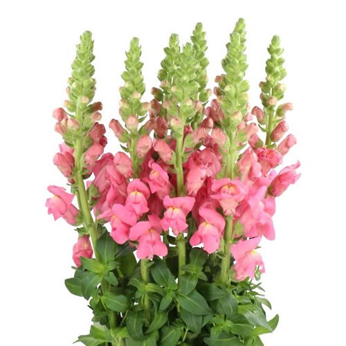 SNAPDRAGON AVIGNON ROSE 80cm | Wholesale Dutch Flowers & Florist ...