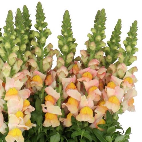 SNAPDRAGON COSTA APRICOT 70cm | Wholesale Dutch Flowers & Florist ...