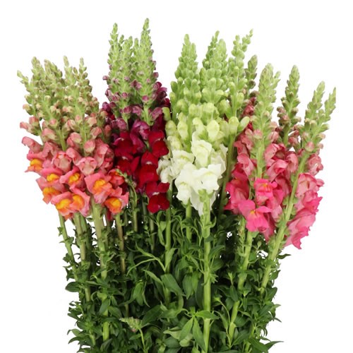 SNAPDRAGON MIX 70cm | Wholesale Dutch Flowers & Florist Supplies UK