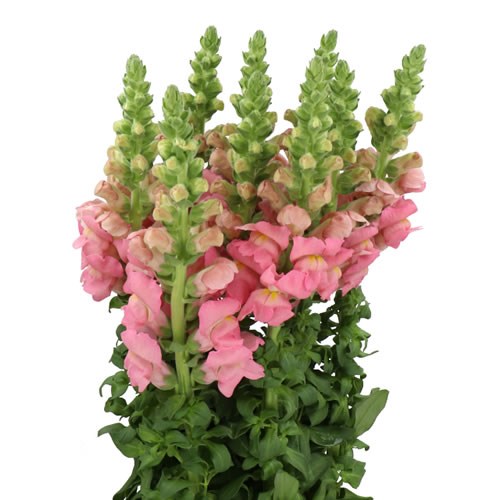 SNAPDRAGON OPUS PINK 70cm | Wholesale Dutch Flowers & Florist Supplies UK