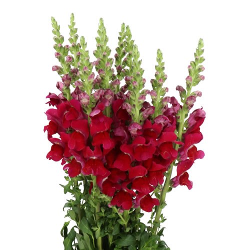 SNAPDRAGON OPUS RED 80cm | Wholesale Dutch Flowers & Florist Supplies UK