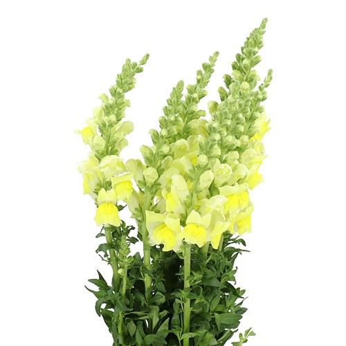 SNAPDRAGON OPUS YELLOW 70cm | Wholesale Dutch Flowers & Florist Supplies UK