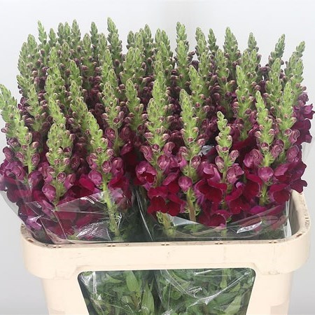 SNAPDRAGON POTOMAC CRIMSON 70cm | Wholesale Dutch Flowers & Florist ...