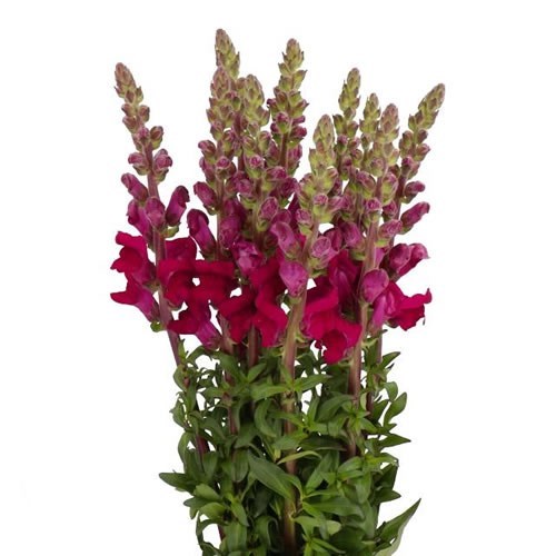 SNAPDRAGON POTOMAC RED 80cm | Wholesale Dutch Flowers & Florist Supplies UK