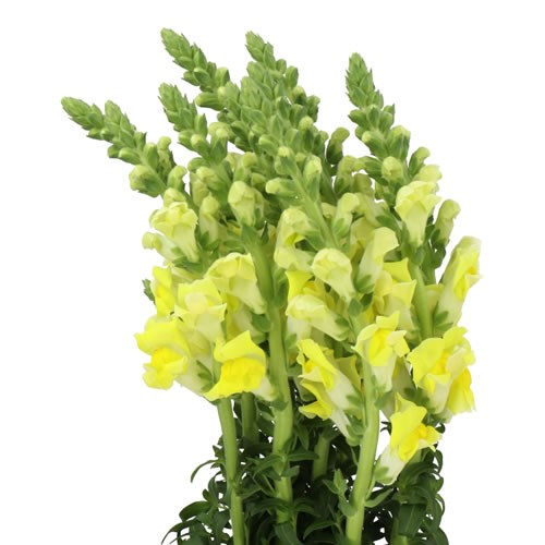 SNAPDRAGON POTOMAC YELLOW 70cm | Wholesale Dutch Flowers & Florist ...