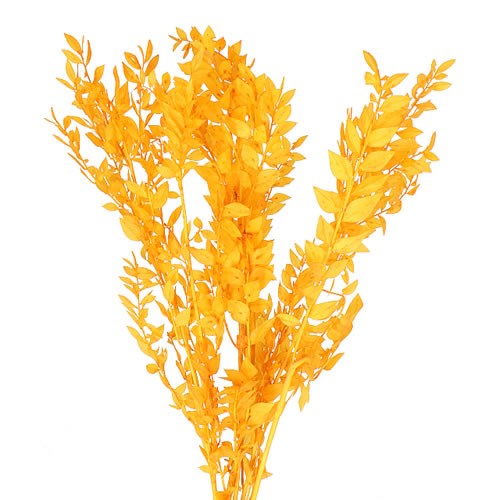 SOFT RUSCUS OCHER YELLOW PRESERVED 70cm | Wholesale Dried Flowers UK ...