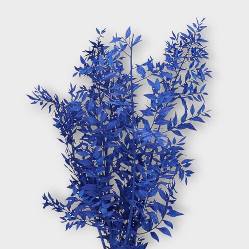 SOFT RUSCUS PRESERVED BLEACHED BLUE 70cm | Wholesale Dried Flowers UK ...