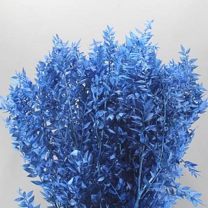 SOFT RUSCUS PRESERVED BLEACHED BLUE 70cm | Wholesale Dried Flowers UK ...