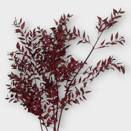 SOFT RUSCUS PRESERVED BURGUNDY 70cm | Wholesale Dried Flowers UK ...