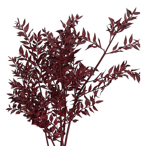 SOFT RUSCUS PRESERVED BURGUNDY 70cm | Wholesale Dried Flowers UK ...