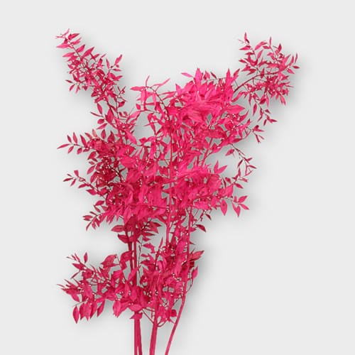 SOFT RUSCUS PRESERVED CERISE 70cm | Wholesale Dried Flowers UK ...