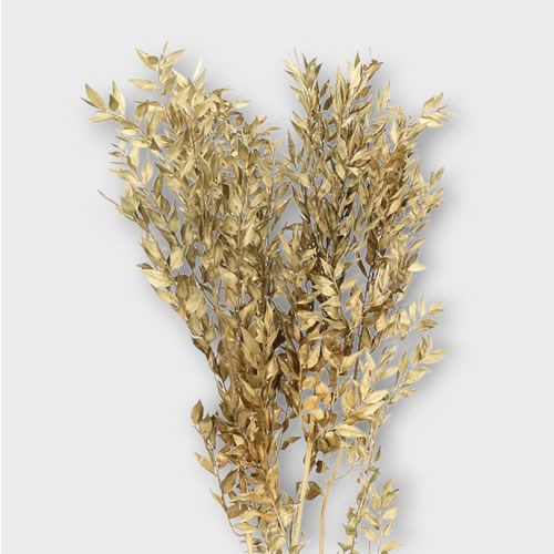 SOFT RUSCUS PRESERVED GOLD 70cm | Wholesale Dried Flowers UK ...