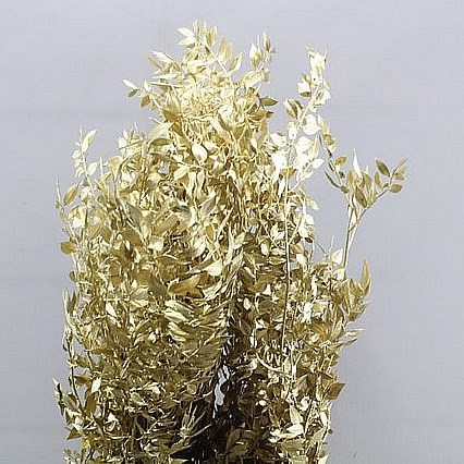 SOFT RUSCUS PRESERVED GOLD 70cm | Wholesale Dried Flowers UK ...