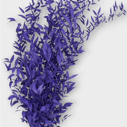 SOFT RUSCUS PRESERVED PURPLE 70cm | Wholesale Dried Flowers UK ...