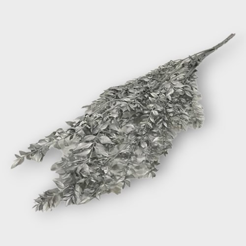 Soft Ruscus Preserved Silver 65cm | Wholesale Dutch Flowers Direct ...