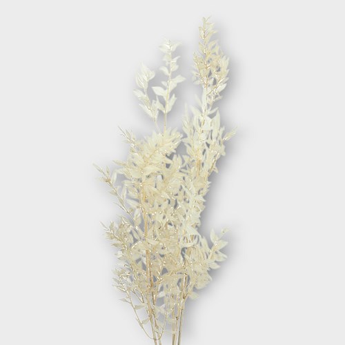 SOFT RUSCUS PRESERVED & BLEACHED 80cm | Wholesale Dutch Flowers ...