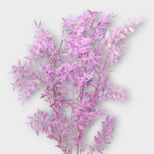 SOFT RUSCUS PRESERVED & DYED LAVENDER 70cm | Wholesale Dutch Flowers ...