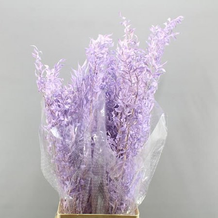 SOFT RUSCUS PRESERVED & DYED LAVENDER 70cm | Wholesale Dutch Flowers ...