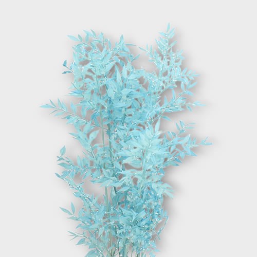 SOFT RUSCUS PRESERVED & DYED LIGHT BLUE 70cm | Wholesale Dutch Flowers ...