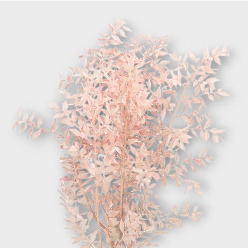 SOFT RUSCUS PRESERVED & DYED LIGHT PINK 70cm | Wholesale Dutch Flowers ...