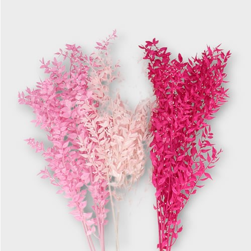 SOFT RUSCUS PRESERVED & DYED PINK MIX 70cm | Wholesale Dutch Flowers ...