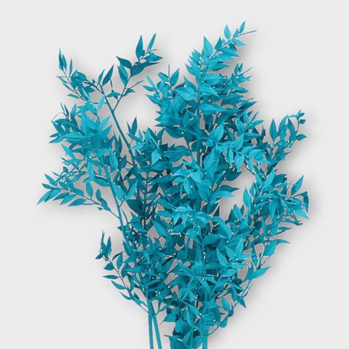 SOFT RUSCUS PRESERVED & DYED TIFFANY 70cm | Wholesale Dutch Flowers ...