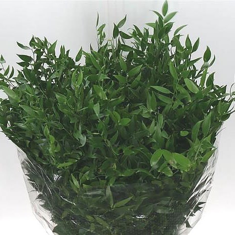 SOFT RUSCUS (SMALL LEAF) 100cm | Wholesale Dutch Flowers & Florist ...