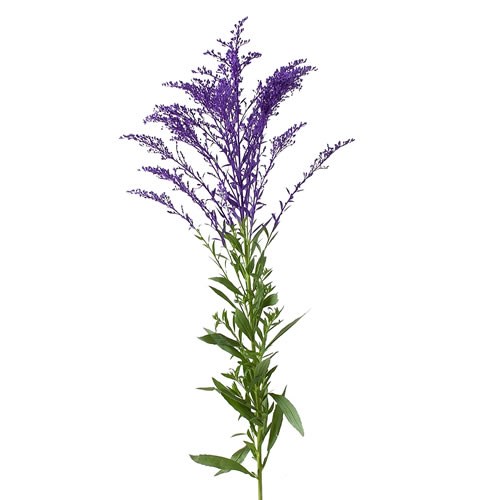 SOLIDAGO DYED PURPLE 80cm | Wholesale Dutch Flowers & Florist Supplies UK