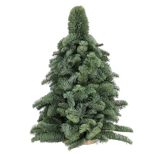 SPRUCE TREE | Wholesale Dutch Flowers & Florist Supplies UK