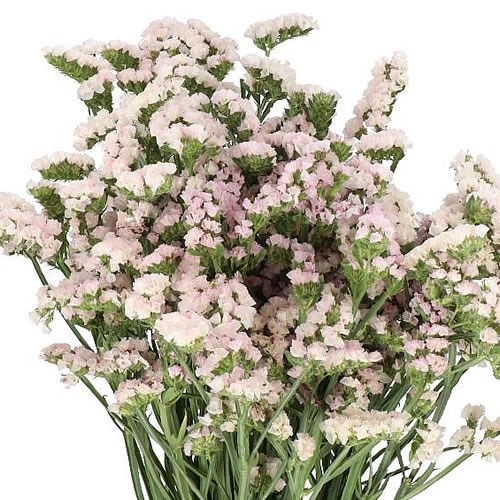 STATICE APRICOT SUN BIRDS 70cm | Wholesale Dutch Flowers & Florist ...