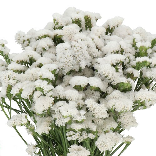 STATICE ASPEN WINGS 75cm | Wholesale Dutch Flowers & Florist Supplies UK