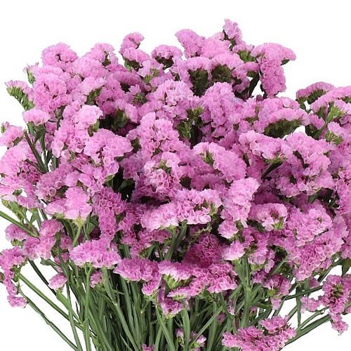 STATICE BARBIE WINGS 70cm | Wholesale Dutch Flowers & Florist Supplies UK