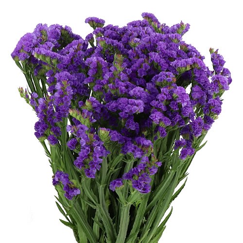 STATICE CRYSTAL DARK BLUE 70cm | Wholesale Dutch Flowers & Florist ...