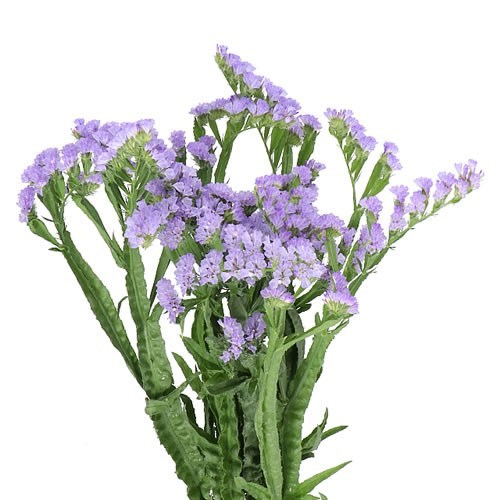 STATICE DONAU BIRDS 70cm | Wholesale Dutch Flowers & Florist Supplies UK