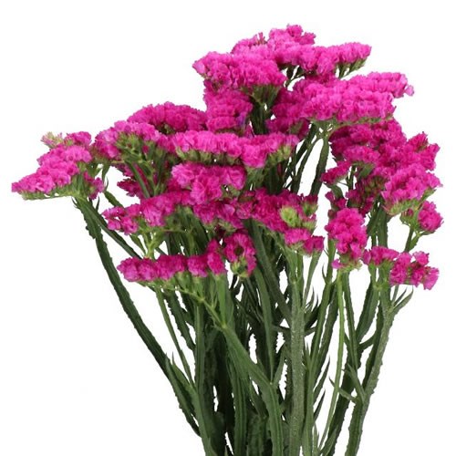 STATICE DYNA ROSE 70cm | Wholesale Dutch Flowers & Florist Supplies UK