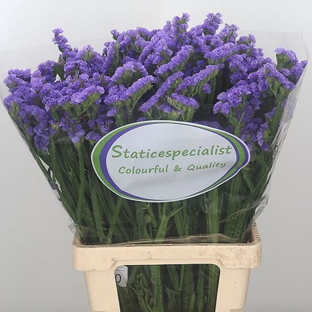 STATICE GIRLIE WINGS 70cm | Wholesale Dutch Flowers & Florist Supplies UK