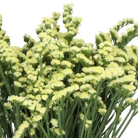 STATICE GLOSSY WINGS 70cm | Wholesale Dutch Flowers & Florist Supplies UK