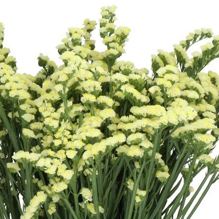 STATICE GLOSSY WINGS 70cm | Wholesale Dutch Flowers & Florist Supplies UK