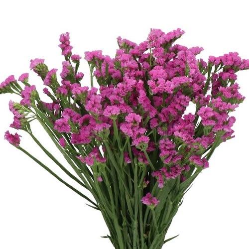 STATICE HEART WINGS 80cm | Wholesale Dutch Flowers & Florist Supplies UK