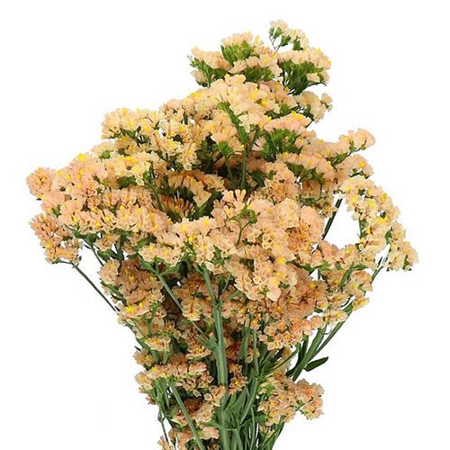 STATICE HONEY APRICOT 60cm | Wholesale Dutch Flowers & Florist Supplies UK