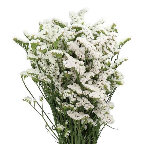 STATICE ISA WHITE 70cm | Wholesale Dutch Flowers & Florist Supplies UK