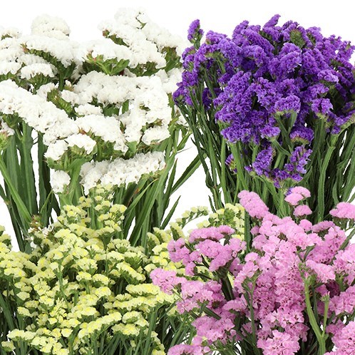 STATICE MIX 70cm | Wholesale Dutch Flowers & Florist Supplies UK