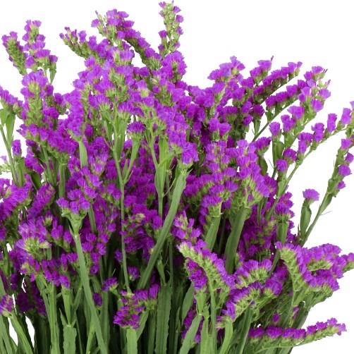 STATICE MONALISA RUBY 80cm | Wholesale Dutch Flowers & Florist Supplies UK