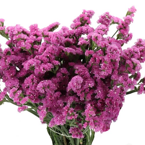 STATICE MUSICAL WINGS 75cm | Wholesale Dutch Flowers & Florist Supplies UK